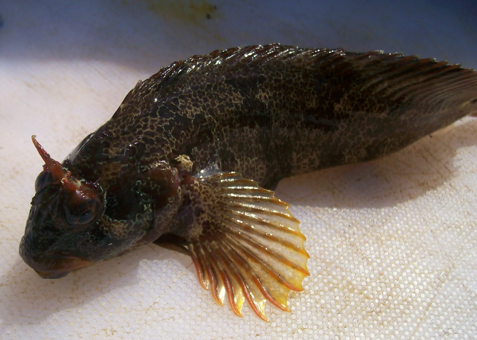fishyfishy: Fish Identification, Blennies.