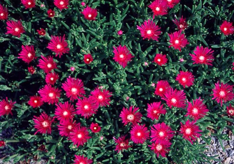 Beechwood Landscape Architecture and Construction: Ice Plant ...