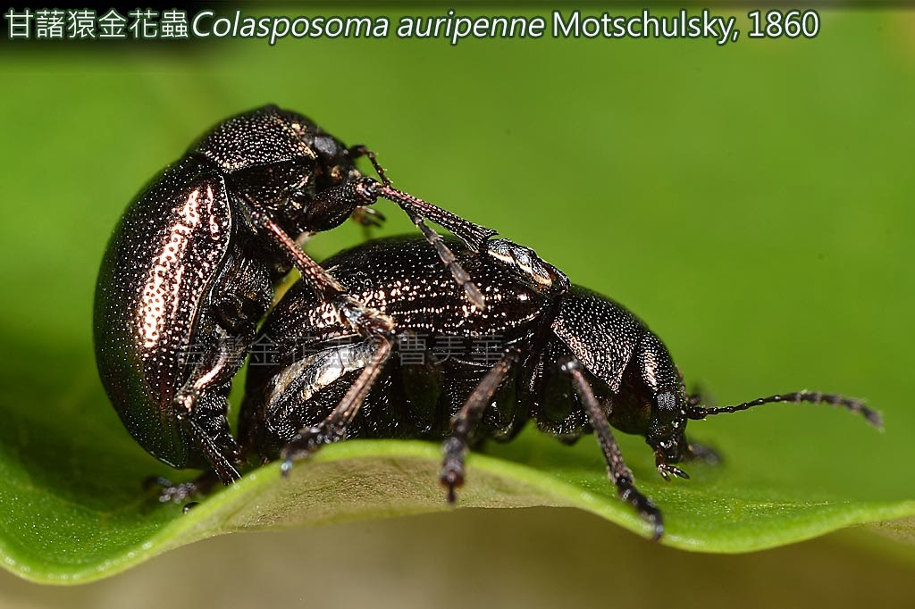 台灣的金花蟲 Taiwan Leaf Beetles: 2013