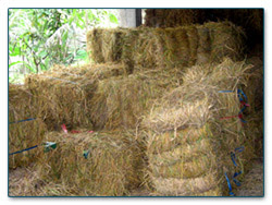 GUNUNG PEGAT FARMS: JERAMI PAKAN ALTERNATIF KAMBING