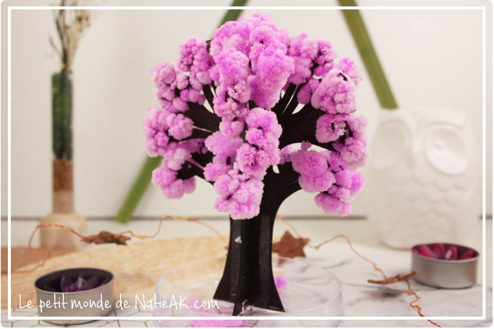 Magic Sakura (arbre magique) : mon cerisier miniature en 24 h ! - Le ...