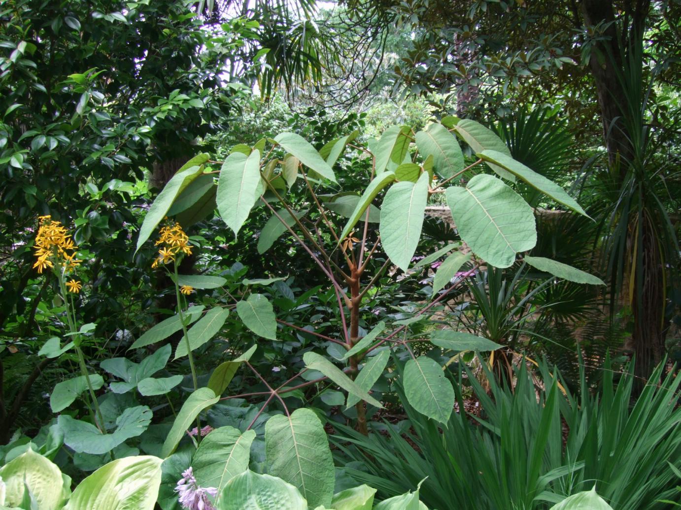 Alternative Eden Exotic Garden: Abbotsbury Subtropical Gardens