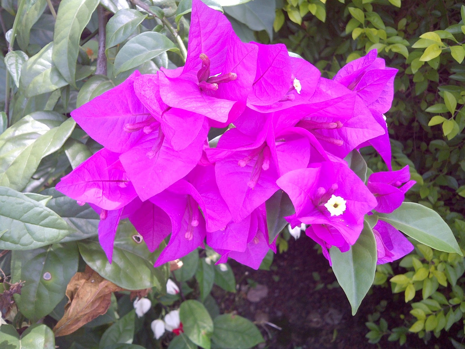 Galeri Foto Borneo: Flora dan Fauna ( kalimantan Timur )