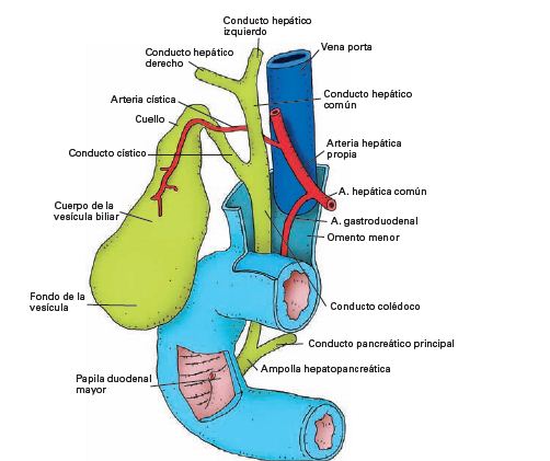 Unidad V - Abdomen, Órganos Macizos ~ TúResumenMedStudent 2.0