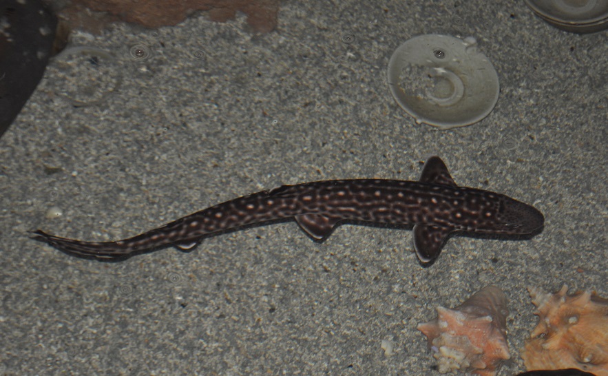ZOOTOGRAFIANDO (6.100 ANIMALS): TIBURÓN GATO DEL CORAL / CORAL CATSHARK ...