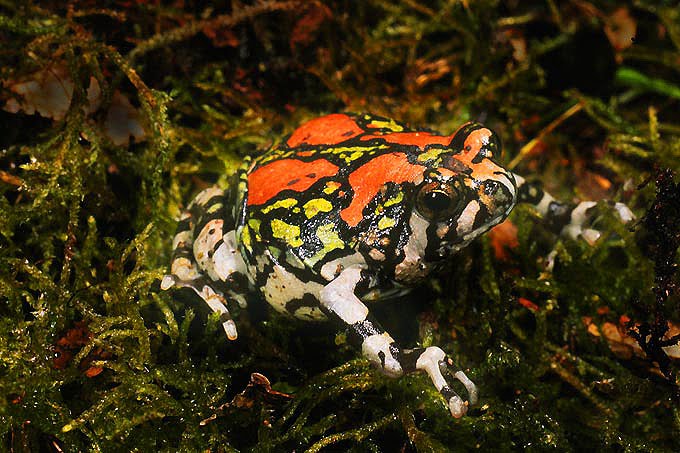 Malagasy rainbow frog | The Life of Animals