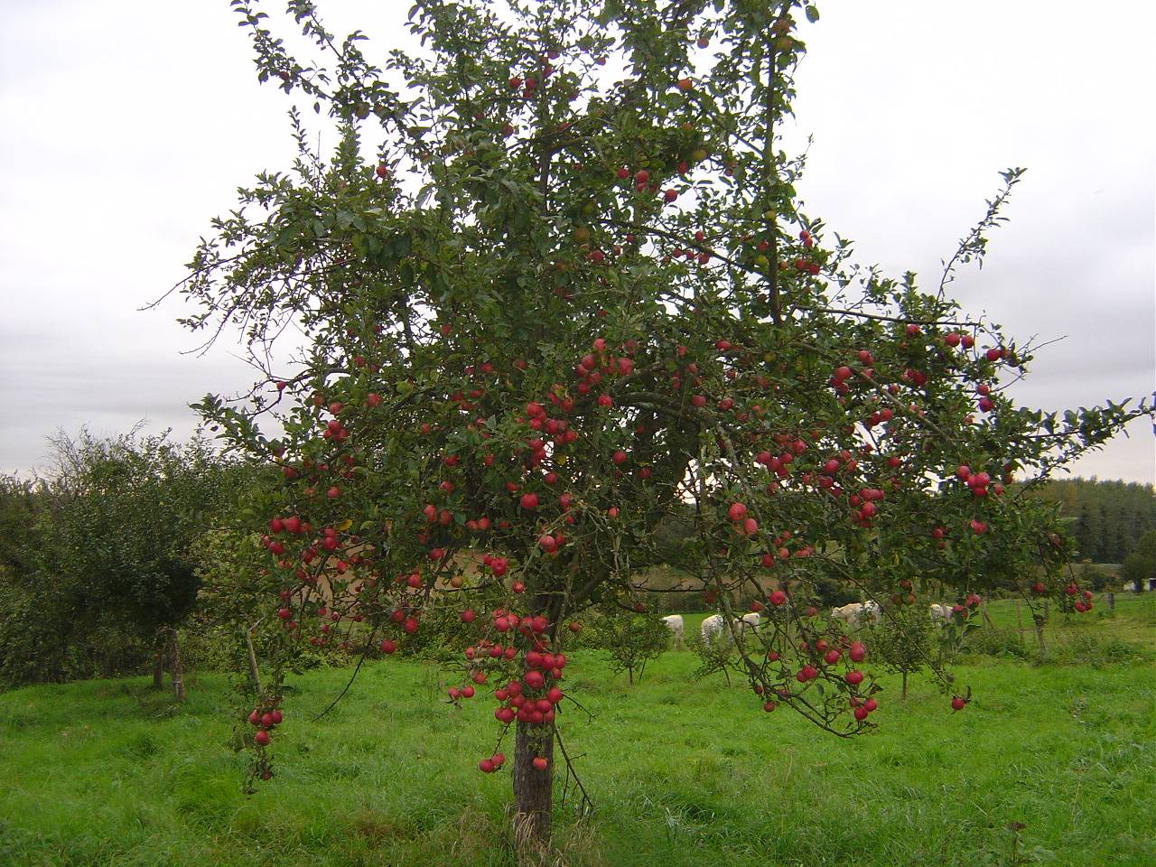 Le Douaire. Île de Vivre.: Tout savoir sur le pommier, malus communis ...