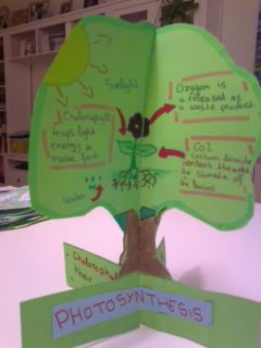 Made in England: Photosynthesis Trees
