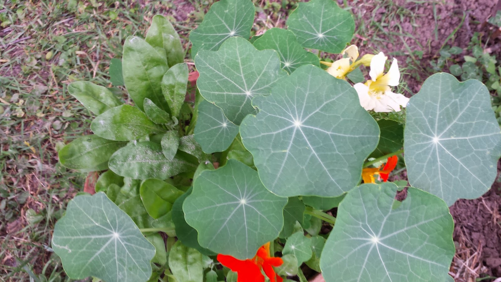 Dragoljub - koristan i aromatičan cvijet u organskom vrtu