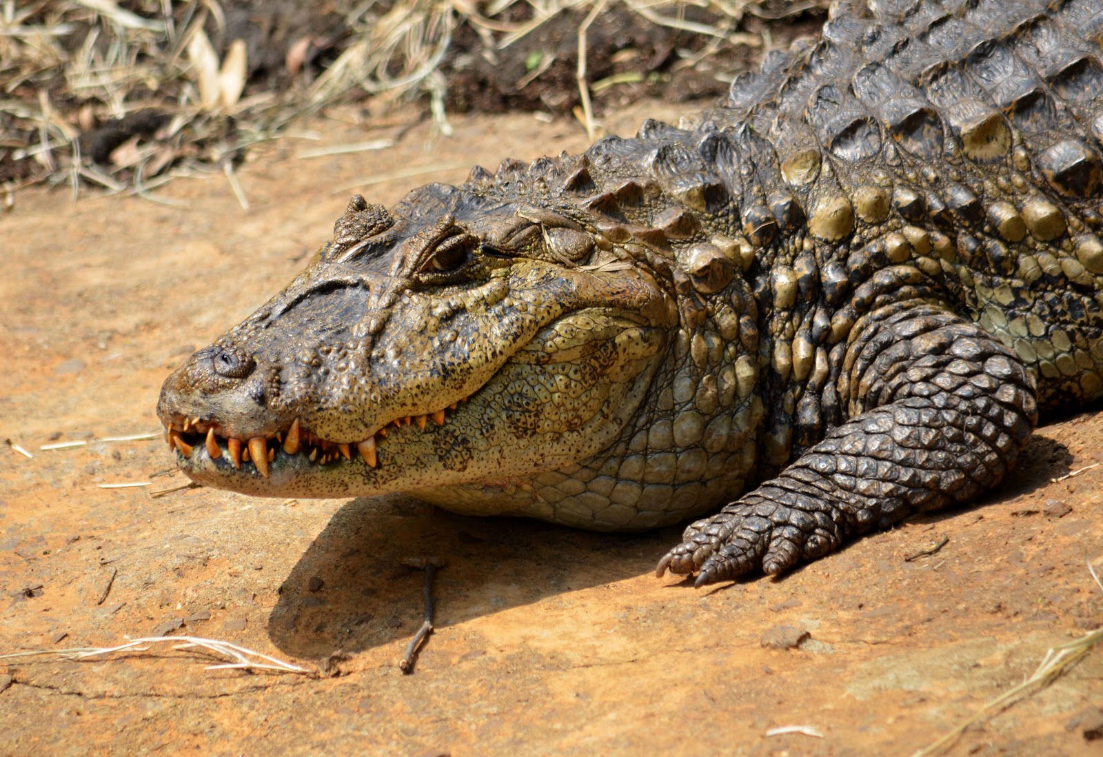 U_AMB - Jacaré-de-papo-amarelo