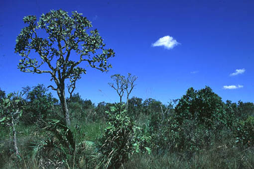 O QUE É O CERRADO? CARACTERÍSTICAS, CLIMA, TEMPERATURA - RESUMO ...