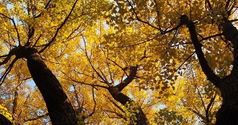 The birth of Modern Man: This Ancient Tree Species Is Virtually ...