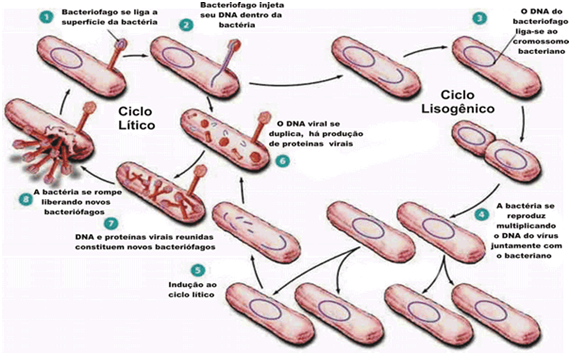 Nasil Biologia: Maio 2016