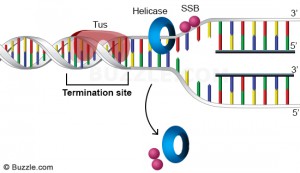 DNA (Pengertian, Struktur, Fungsi, Sifat, Replikasi) - Biologizone