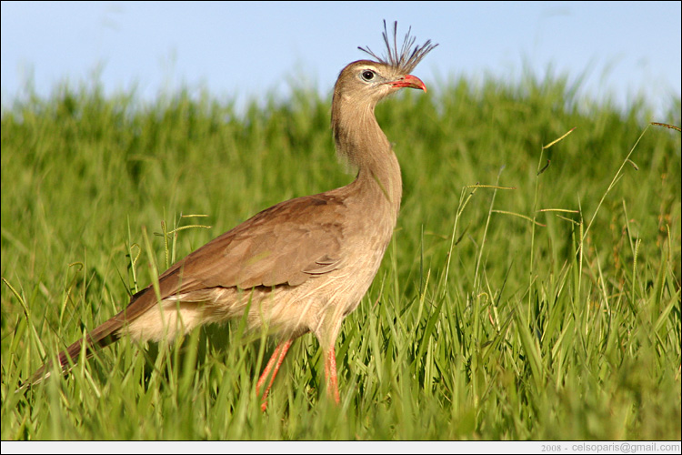 O Livro da Natureza: Siriema