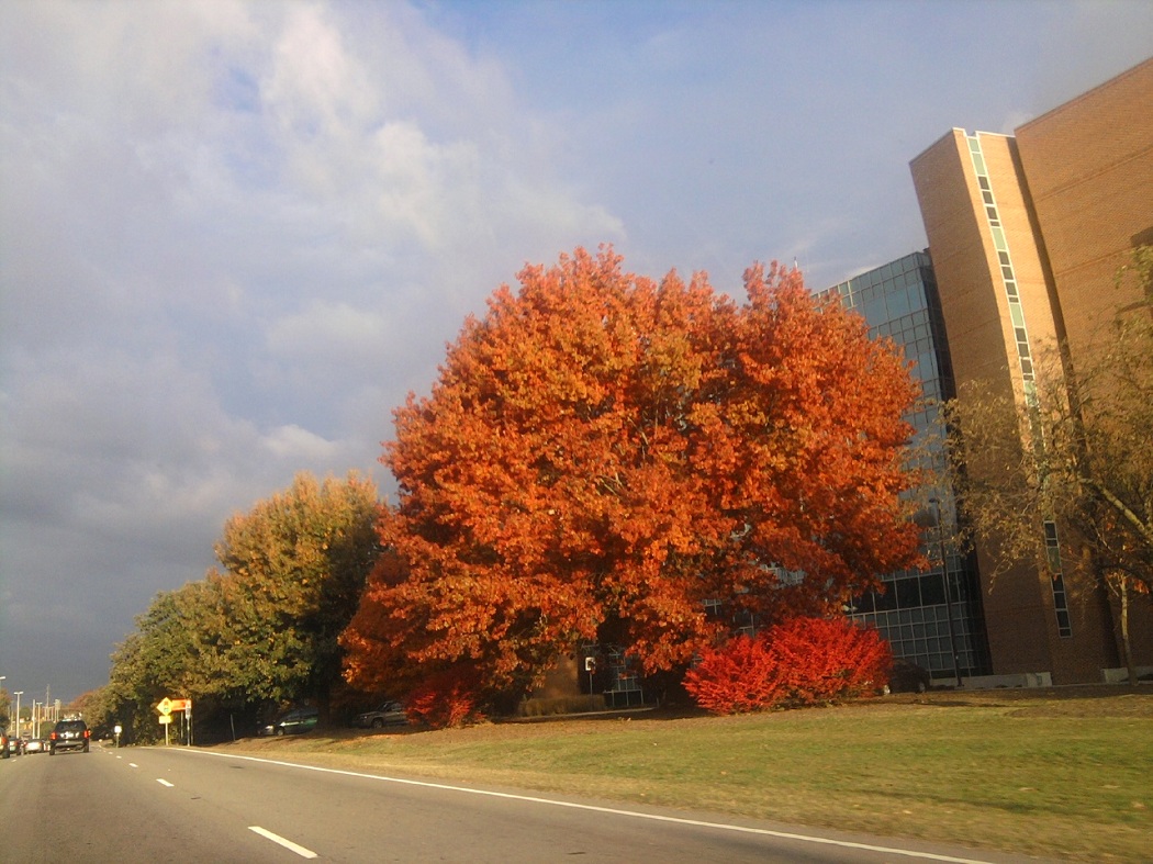 Sizzling Indian Recipes.....: An Autumn Day drive from Raleigh to Cary ...