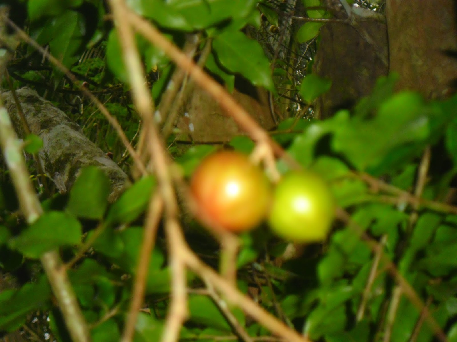 namakucella: BUAH REKUP.....BUAH KEKUP