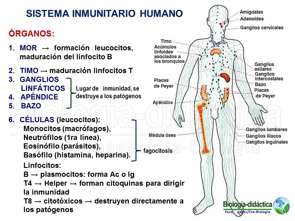 Biología didáctica: Ingeniería ANA - Sistema Inmune II