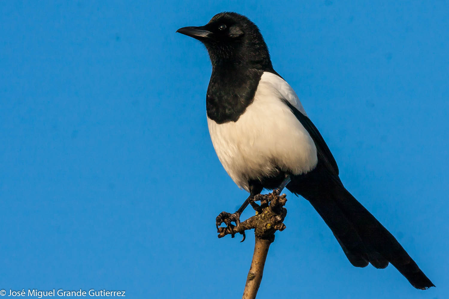 AVES DEL CIELO - BIRDS OF HEAVEN: Birds Denmark-Aves de Dinamarca ...