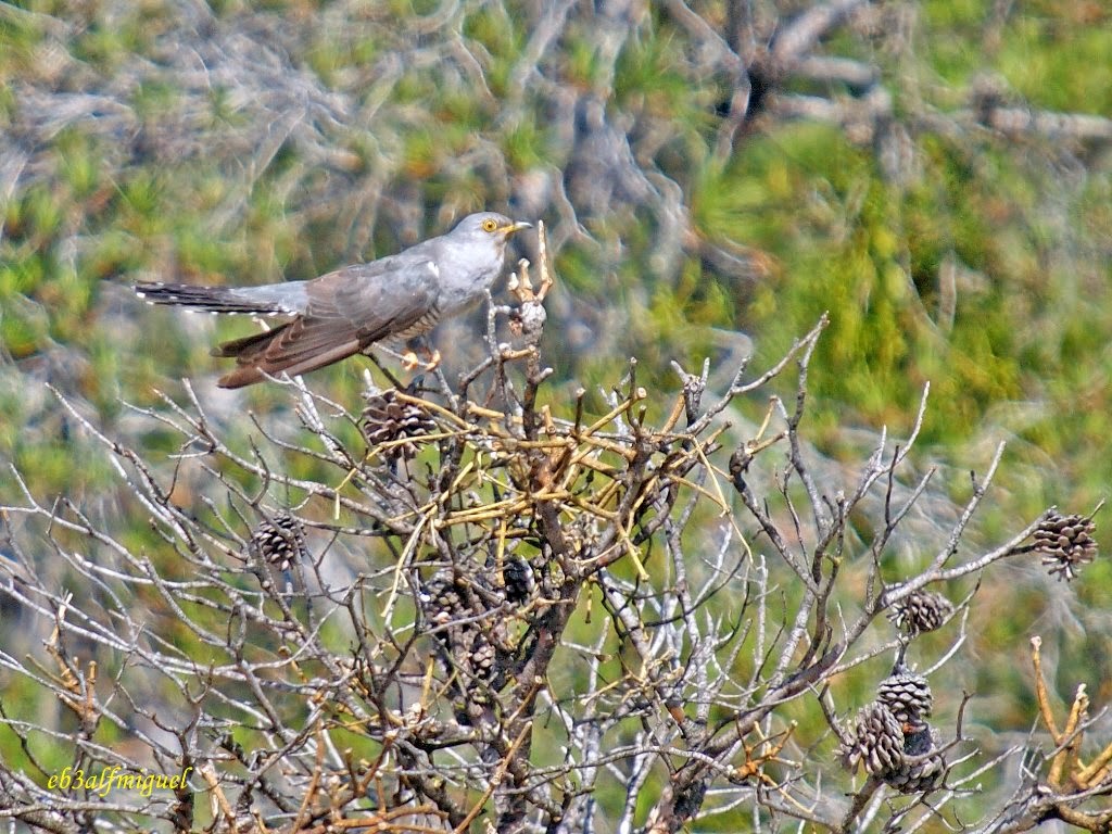 MIS AMIGAS LAS AVES: Cuco común (Cuculus canorus)