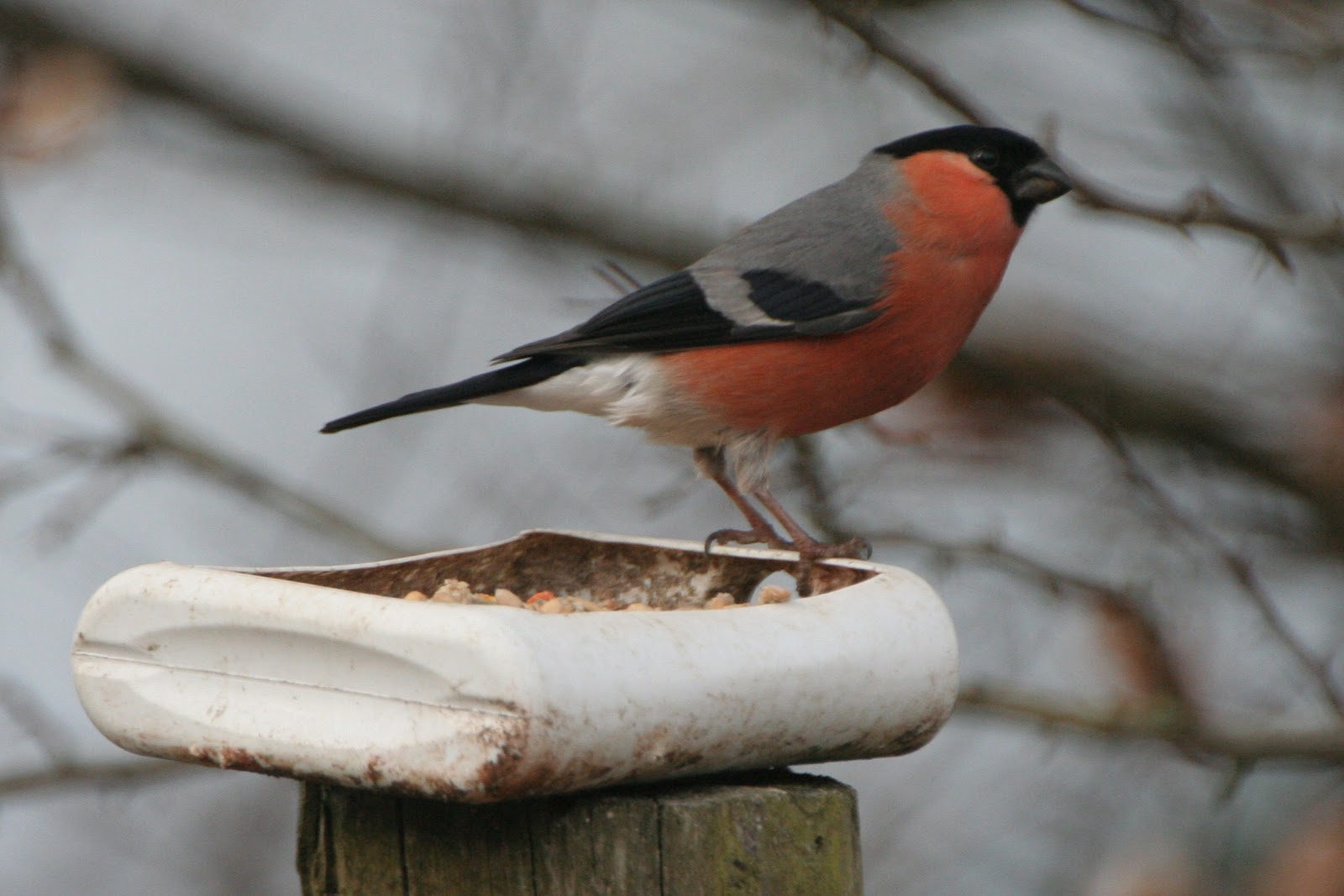 Valley Naturalist: Whatever happened to Swoop?