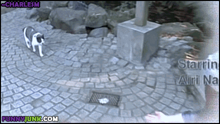 Animated Meme: Cat Trolling