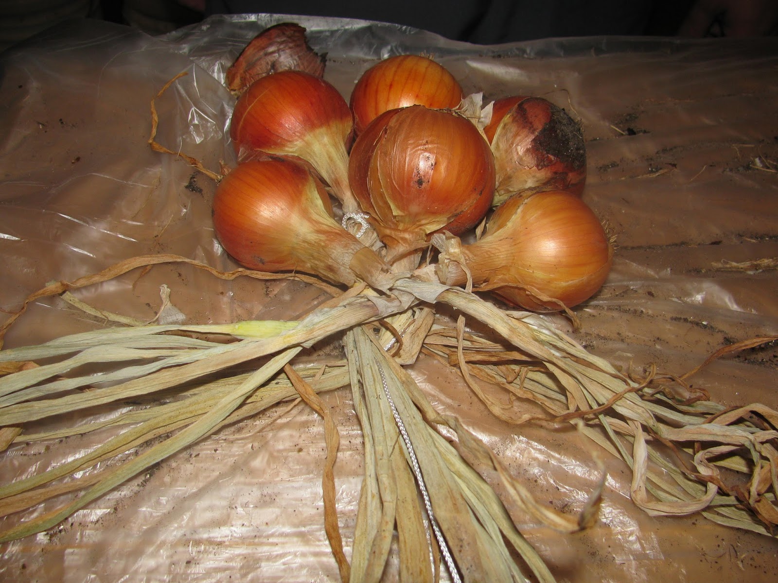 The Harried Homemaker Preps: How to Braid and Store Onions