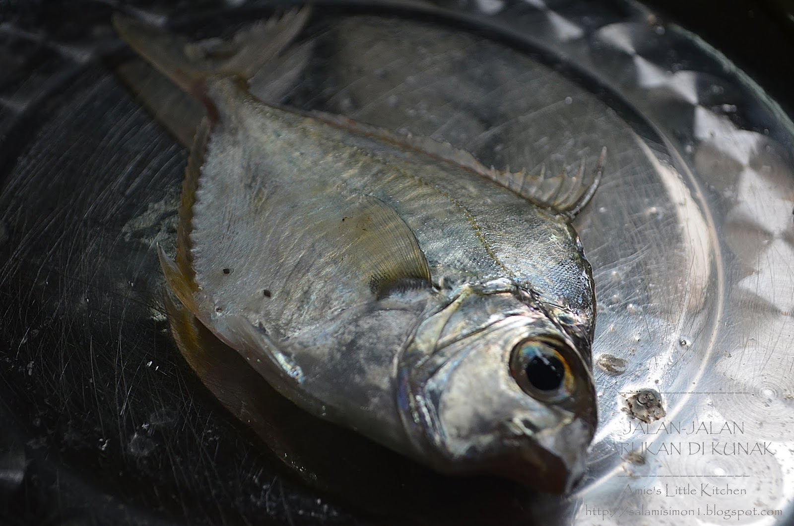 Jalan-Jalan Cari Ikan di Kunak - Amie's Little Kitchen