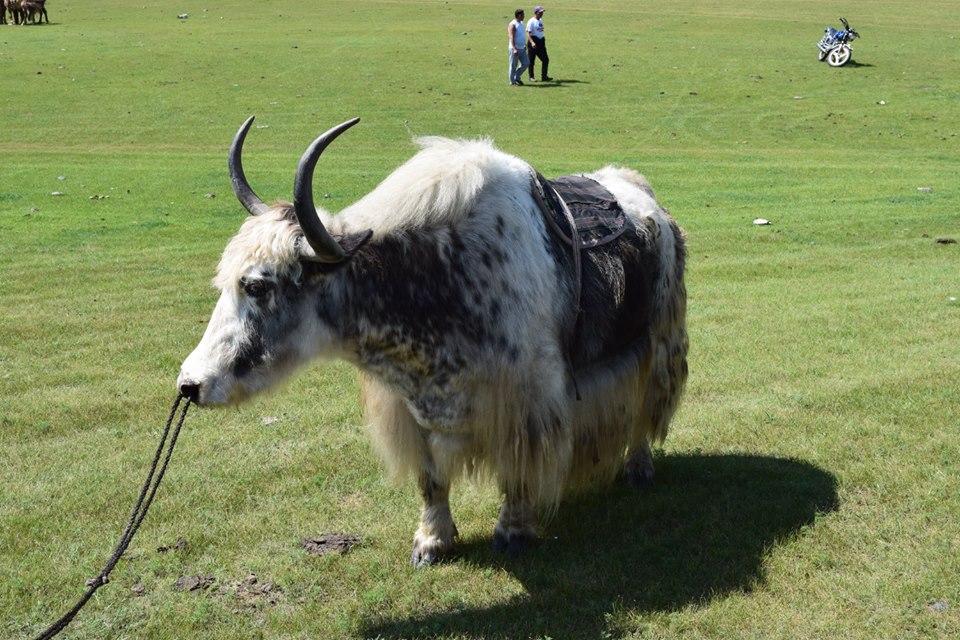 Old Bones and New Adventures: 5 Days of July - Day 2: Yak attack!