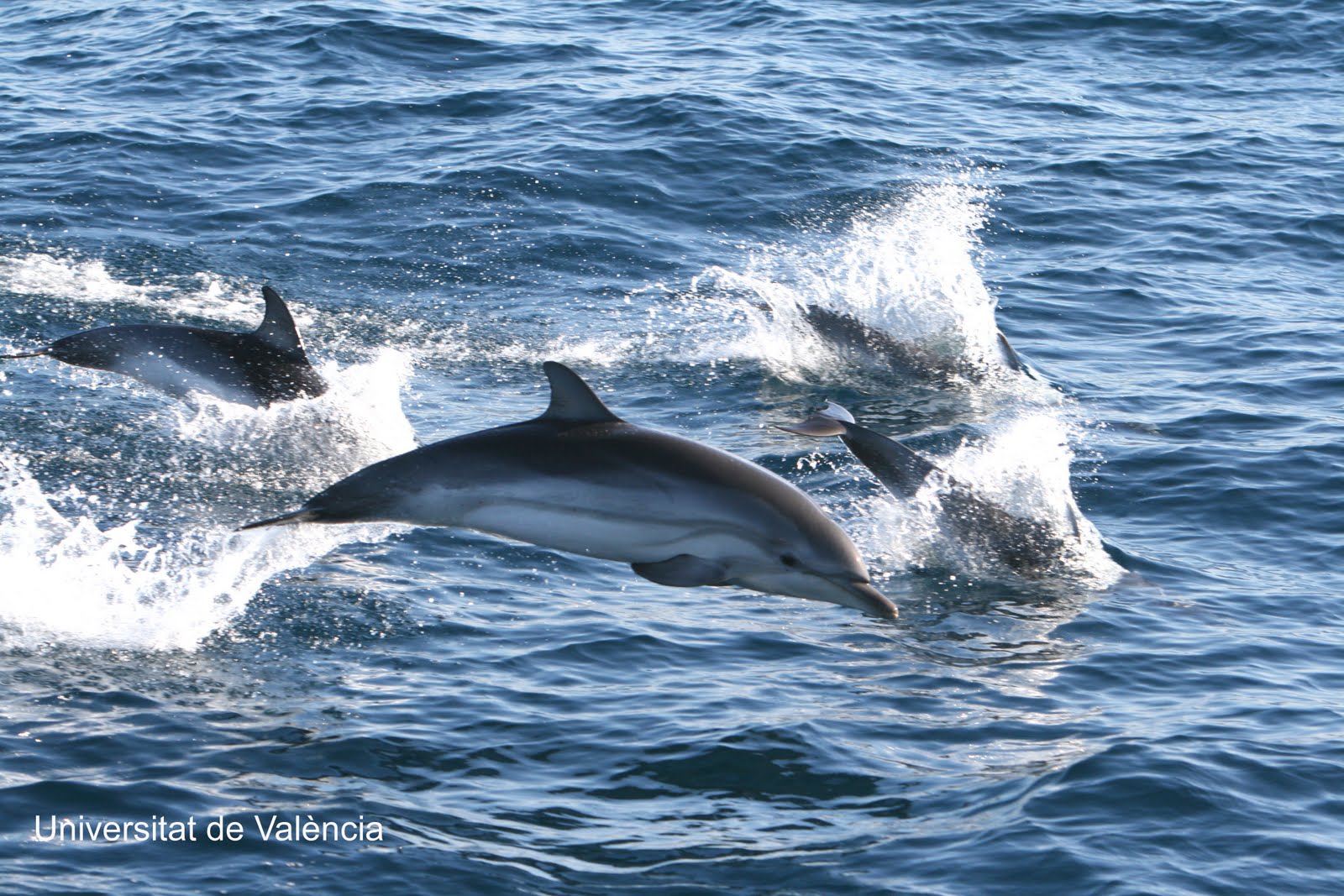 El temps a Palamós: Dofins davant de Palamós