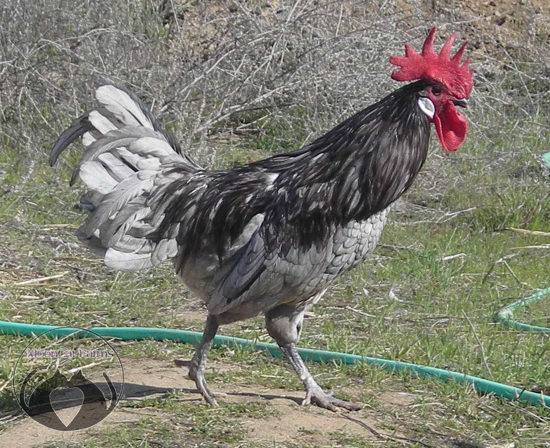 MoonCat Farms Meanderings: Chasing Chickens