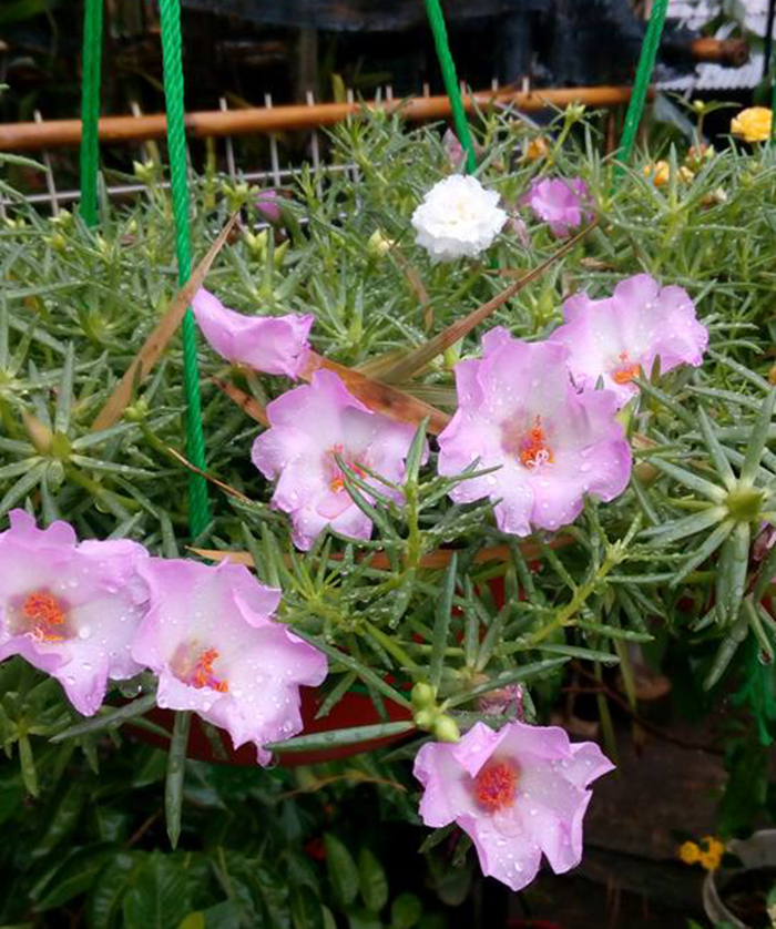 Rumah Bunga Neisha: 10 Jenis Tanaman Gantung Berbunga Mulai Petunia ...