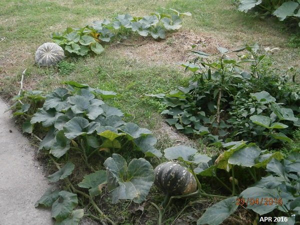 My Small Garden: Langkah2 Mudah - Putik Labu menjadi Buah