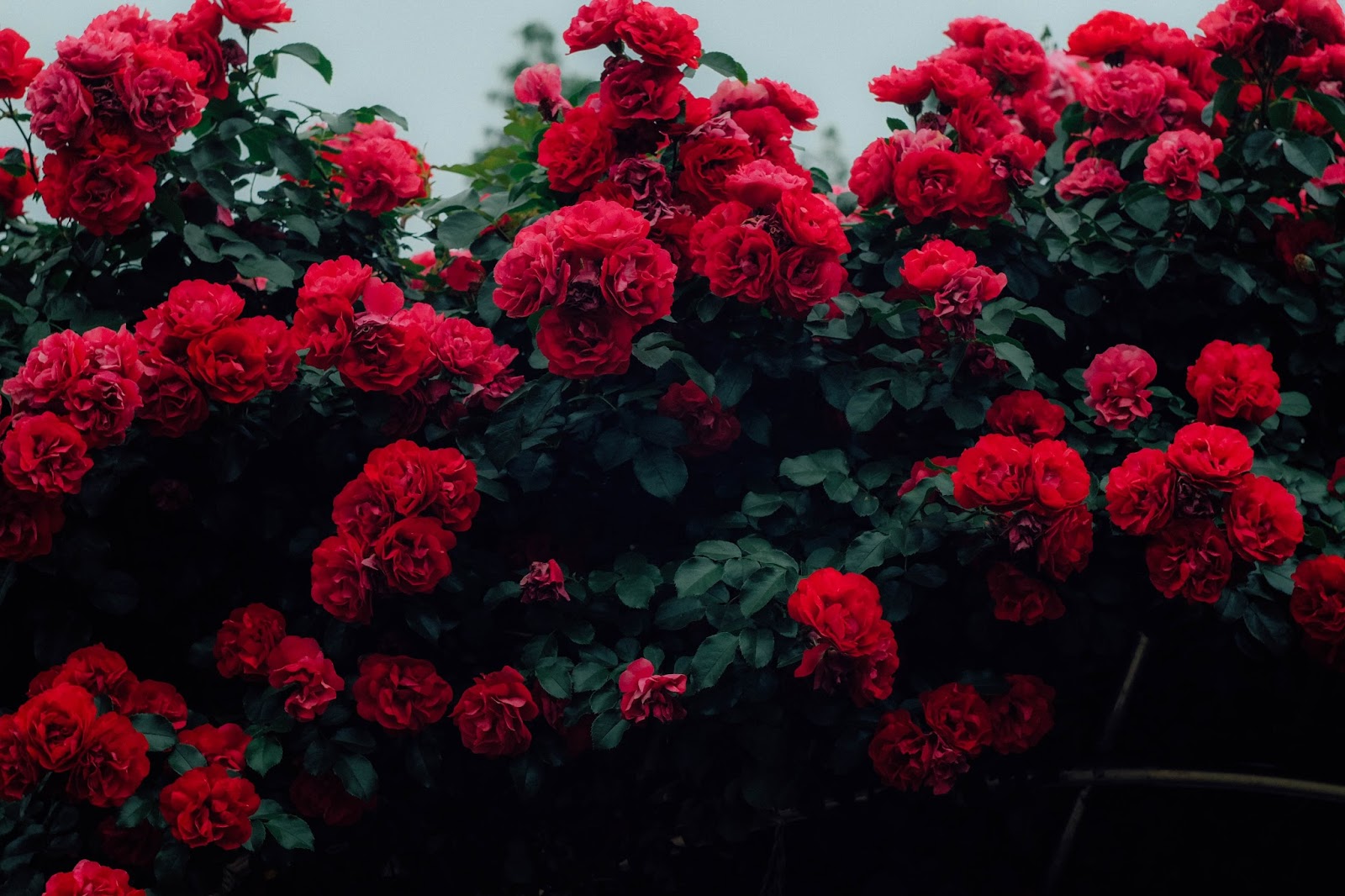 Bucheon Dodang Mountain One Million Rose Garden - 부천 도당산 백만송이 장미원 ...