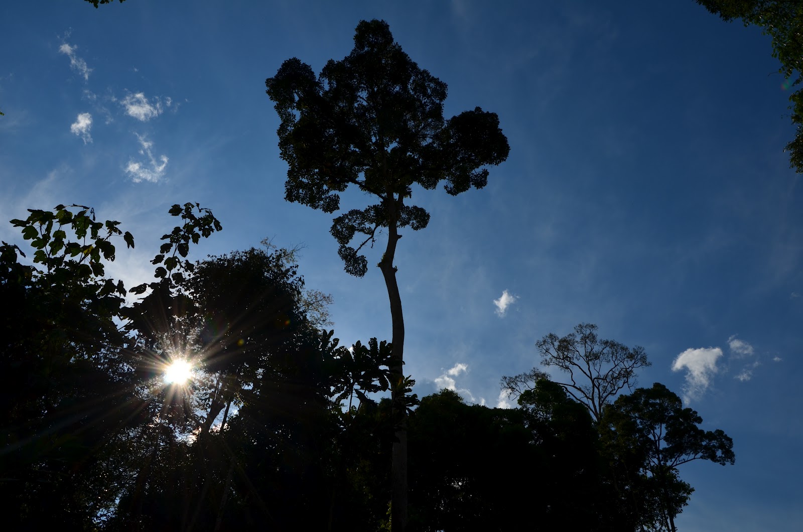 XPLORASI: X-PLORASI HUTAN SIMPAN PASIR RAJA (CHENGAL TERBESAR DI DUNIA)