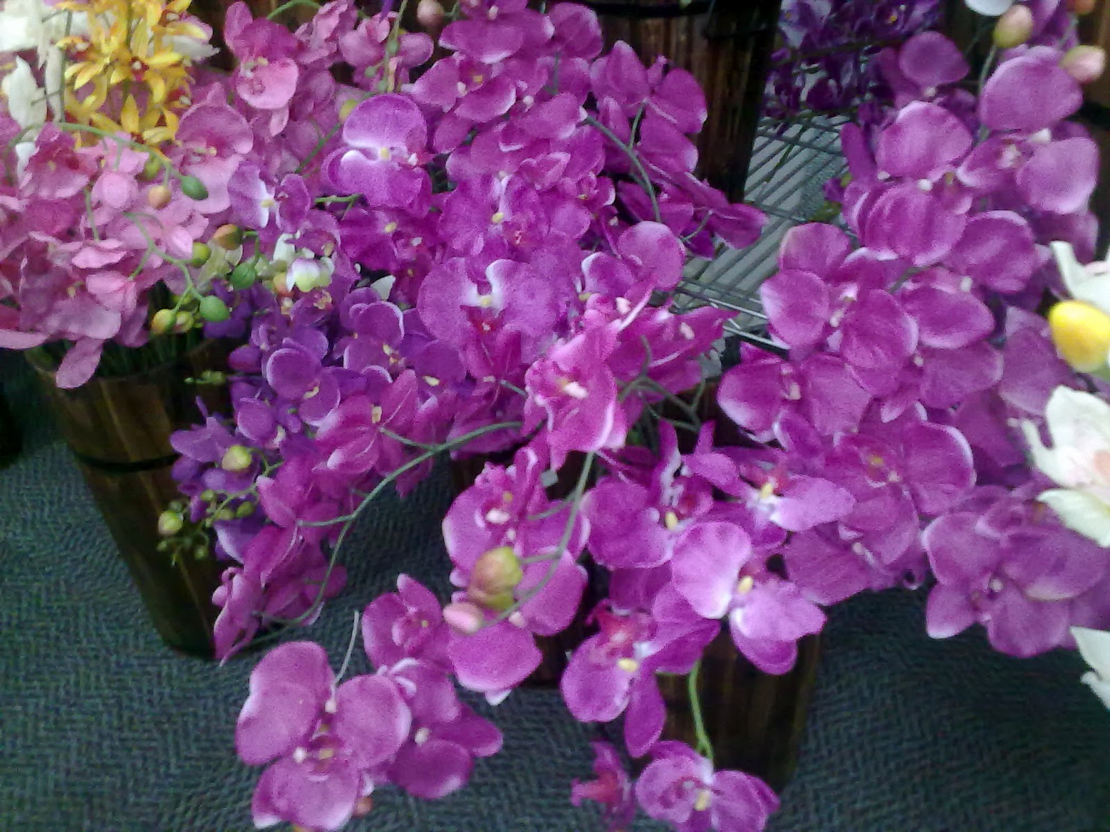 Nani Florist: HIMPUNAN BUNGA-BUNGA ORKID WARNA WARNI