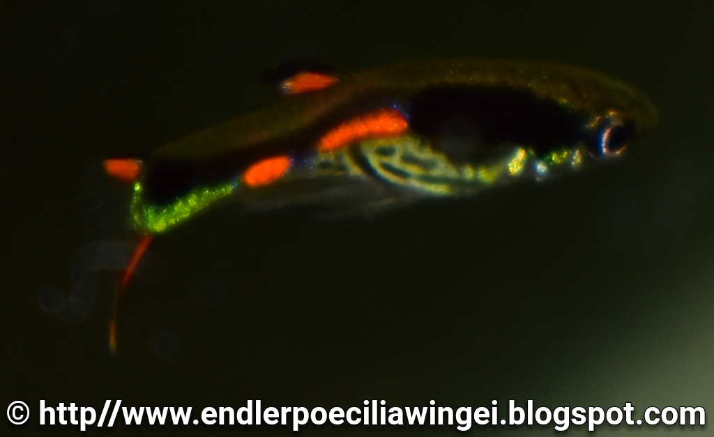 ENDLER POECILIA WINGEI Livebearers Cumana Area @endlerpoeciliawingei ...