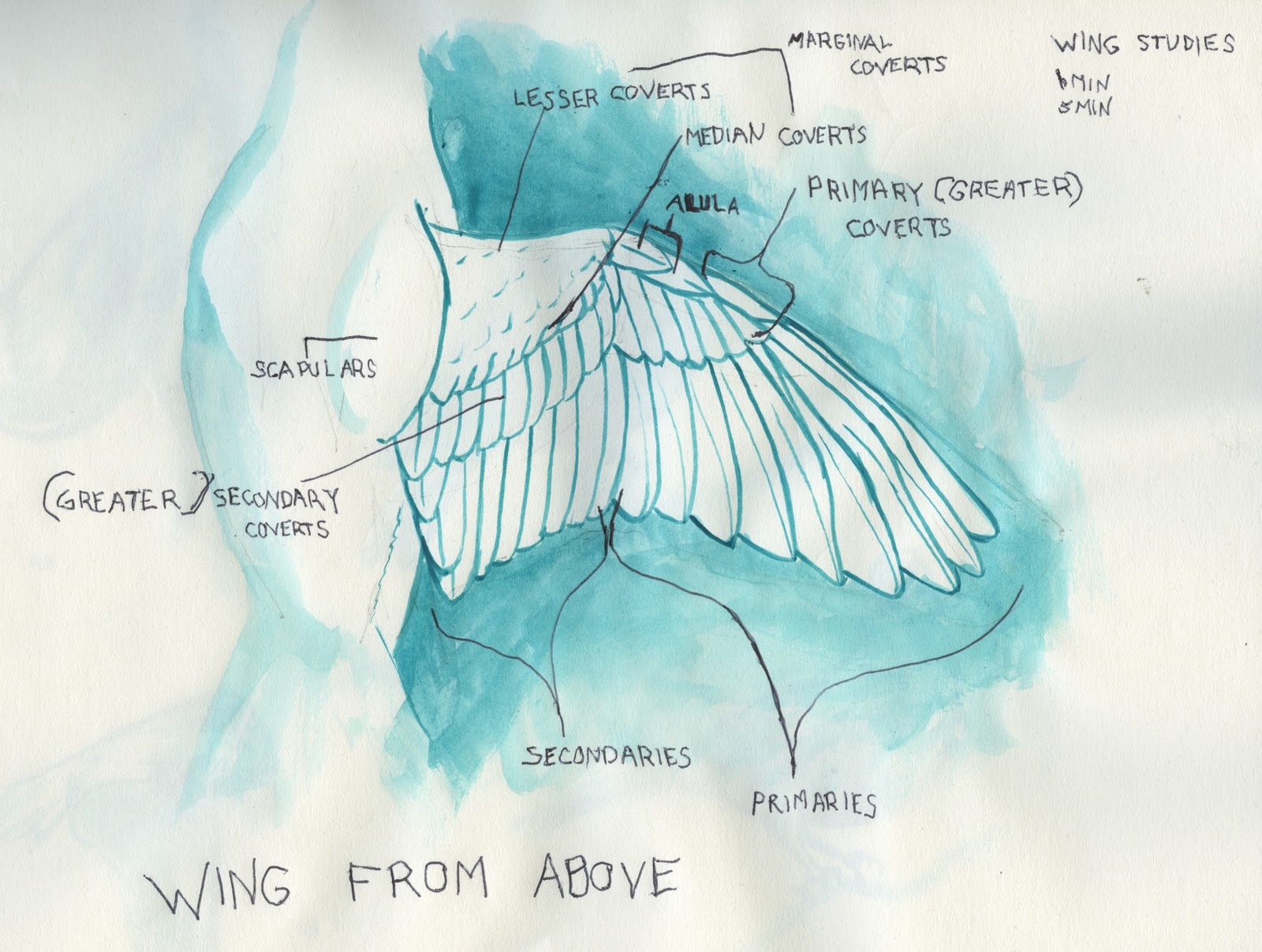 Benlin Alexander Illustration: Wing Anatomy