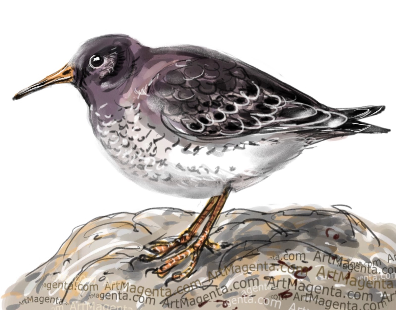 Birds: Purple Sandpiper