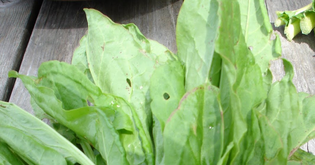 Harmony Valley Farm: Vegetable Feature: Sorrel...In the fall?!