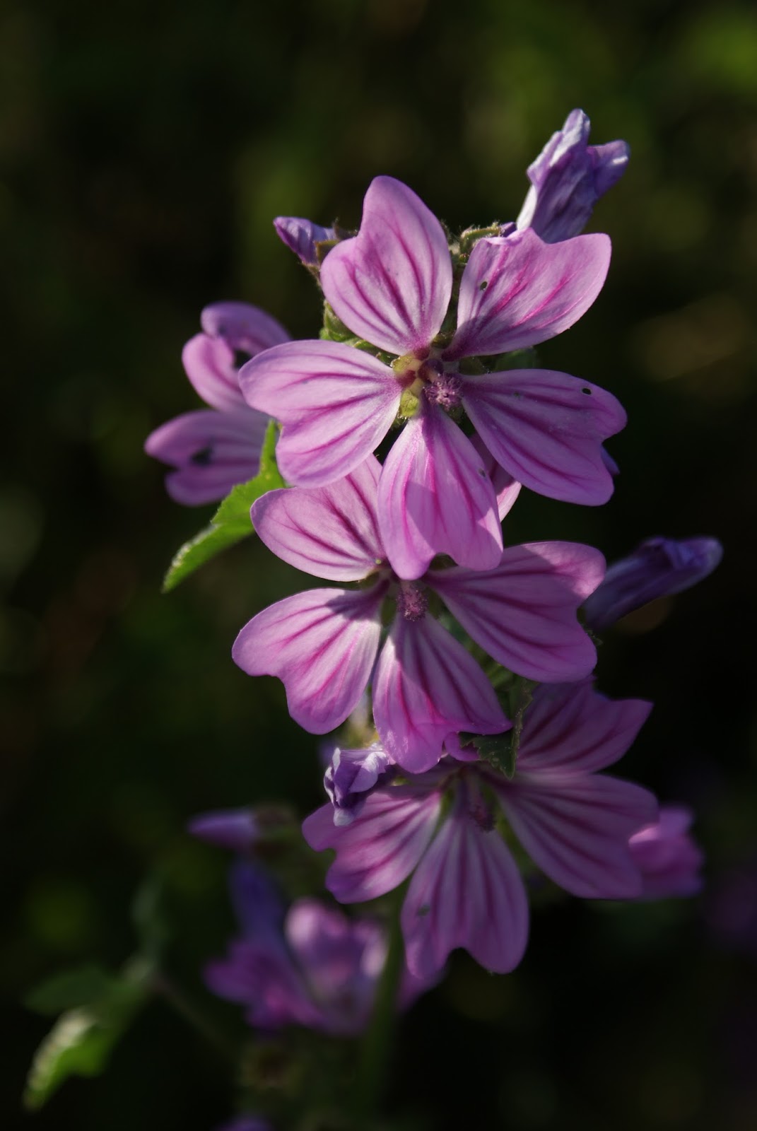 Kinver and Enville Flora and Fauna (SO88)