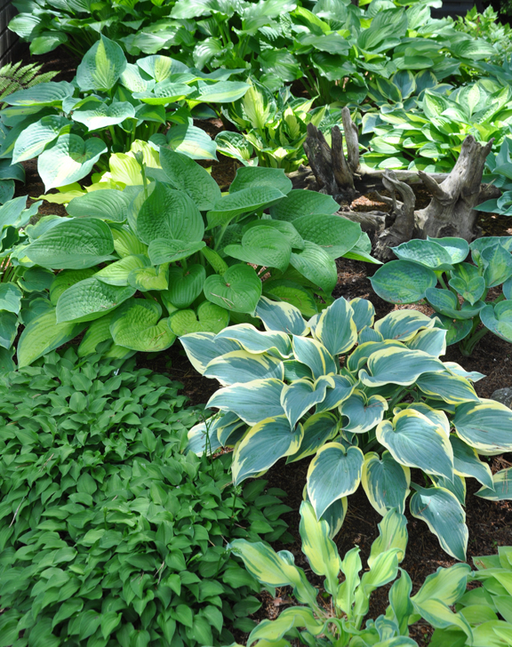 Three Dogs in a Garden: Collectable Hostas