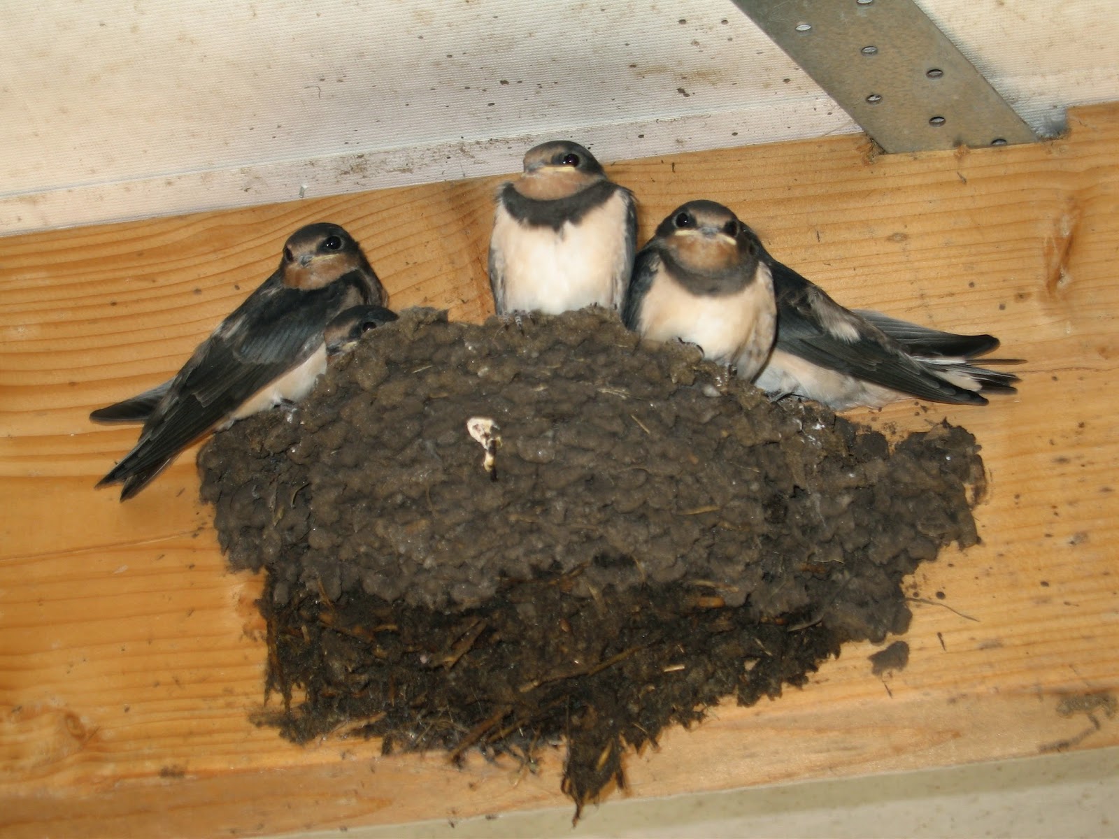 Blomstertøsens Have: Besætter i svalernes rede