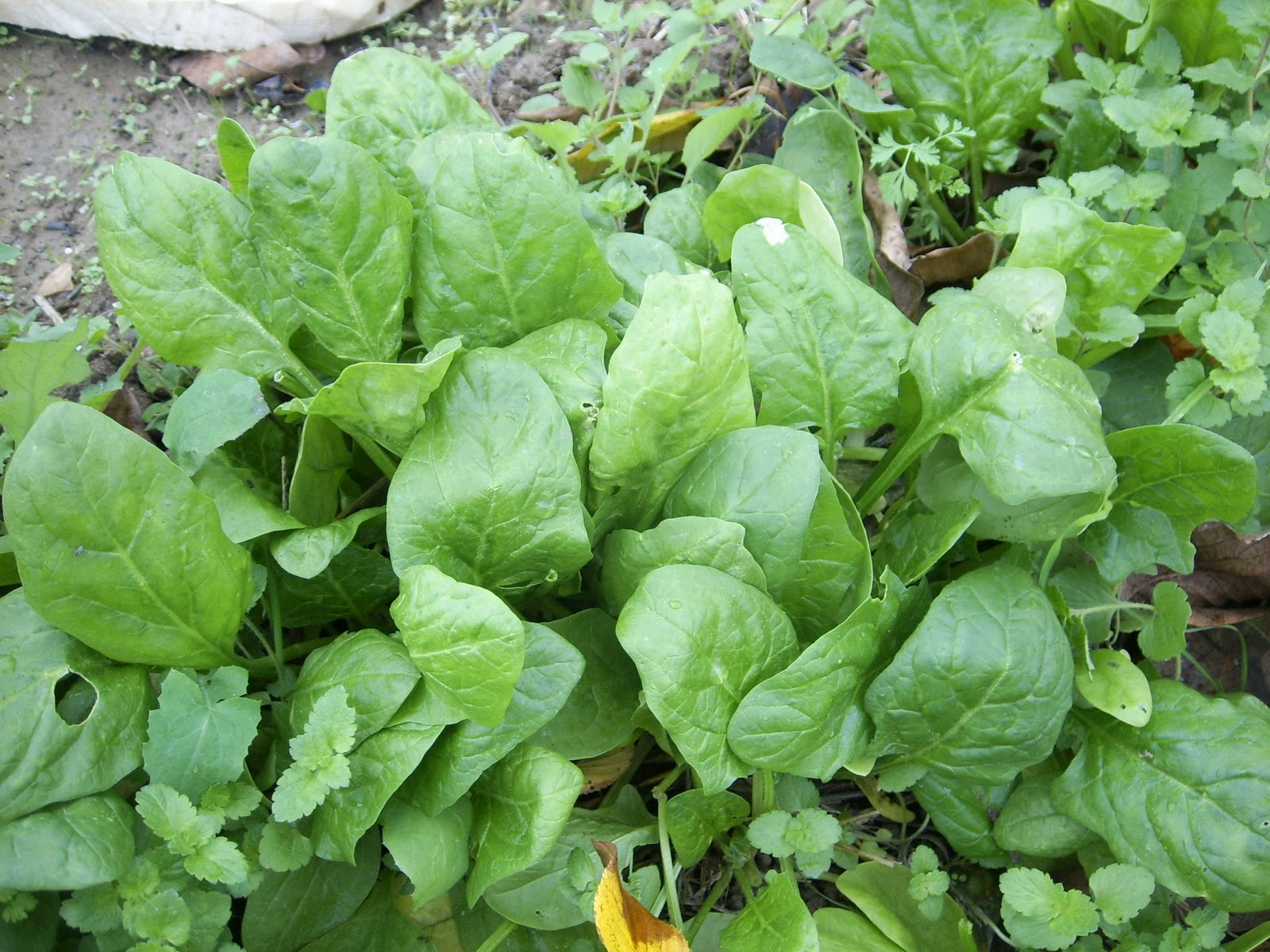La huerta de Mendigorría. Charo Cea: ESPINACAS CULTIVO DE INVIERNO