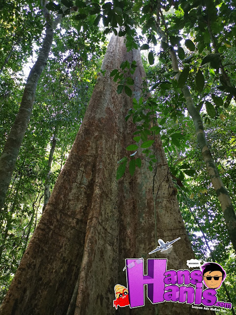 Pokok Melunak Terbesar Di Malaysia