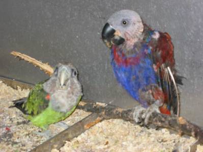 parrots world: Parrot Diseases