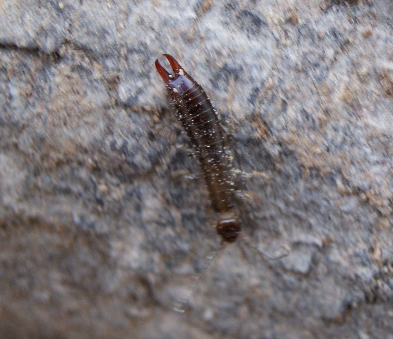 EL MUNDO DE YUYU: Dermapteras. Tijeretas o tijerillas (Cortapichas)