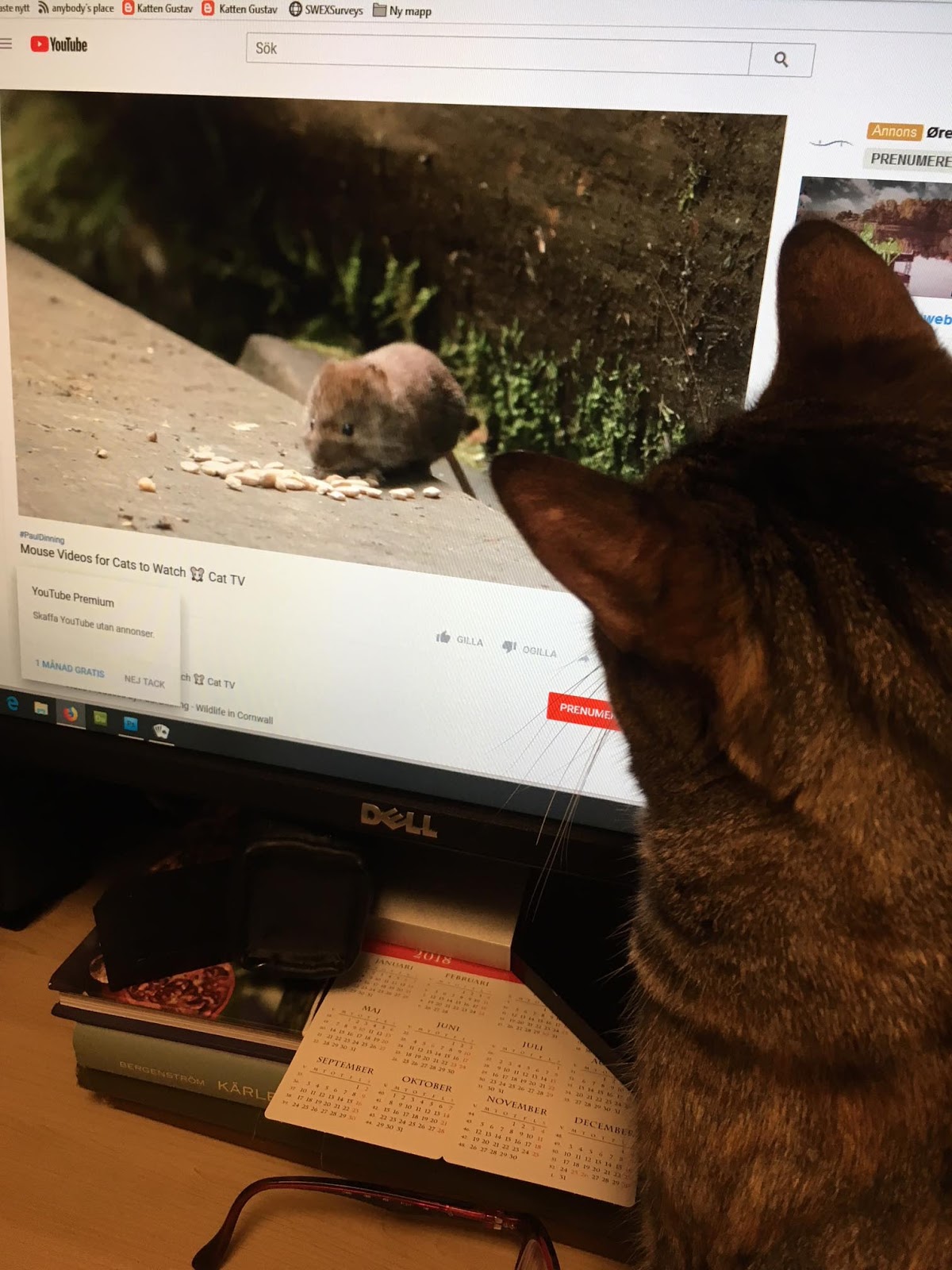 Katten Gustav: oktober 2018