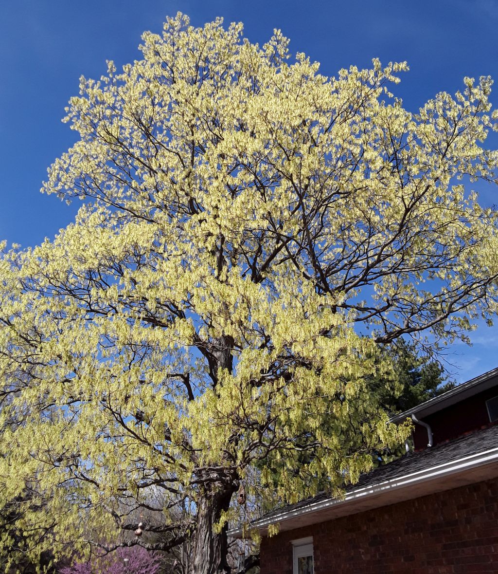 Pinehaven - Farmersville, Ohio: Trees Flowering