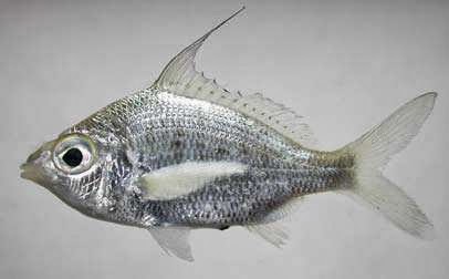 SwaraArnawa - Buletin Perikanan Tangkap: Mengenal Ragam Bentuk Tubuh Ikan